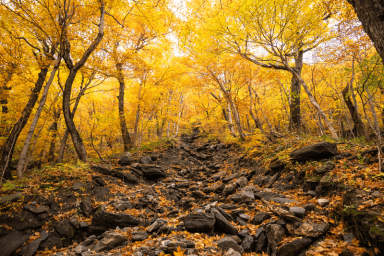Best Time to See Foliage in Vermont | Vermont Tourism