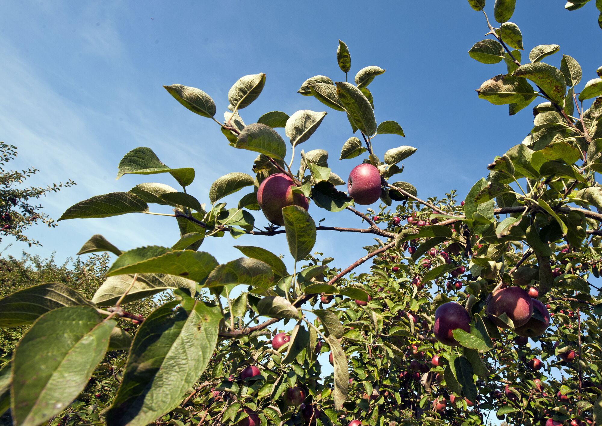 Scott Farm Orchard | Vermont Tourism