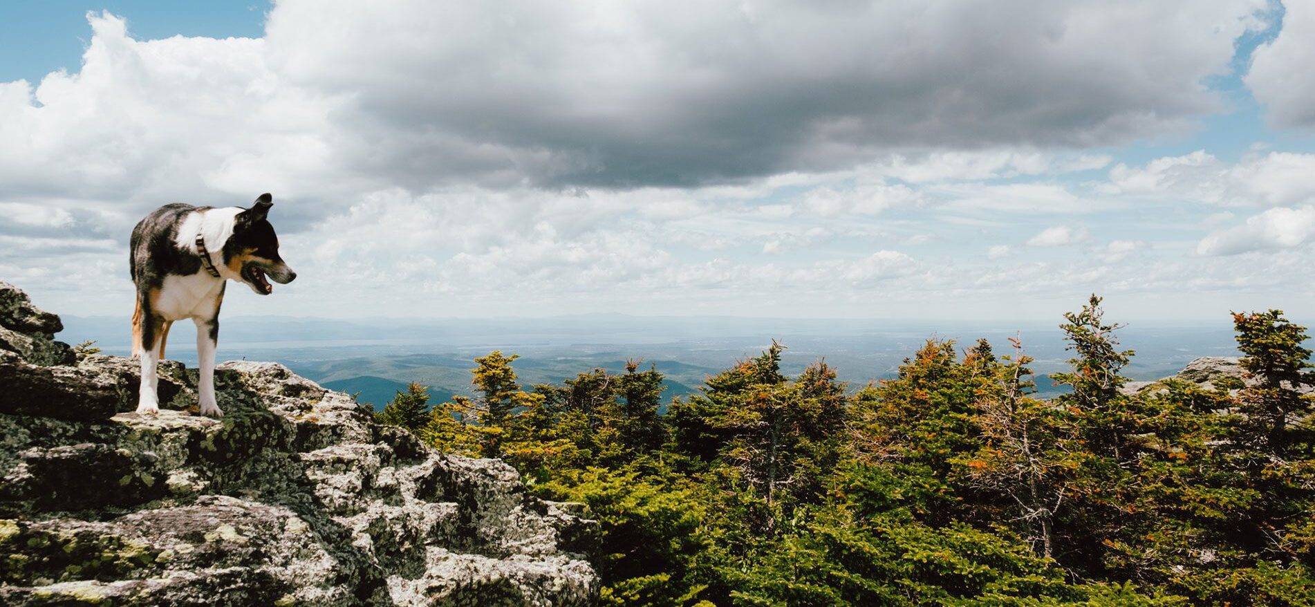 Dog Friendly Vermont | Vermont Tourism