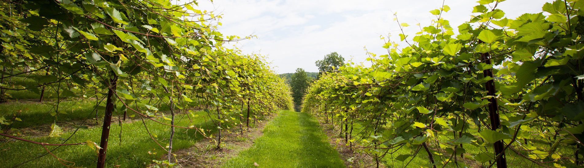 Pairing Vermont Wine and Cheese | Vermont Tourism